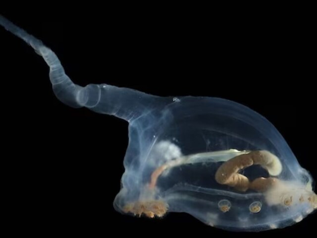 Alien-like Creature Discovered In Deep Pacific Ocean - News18