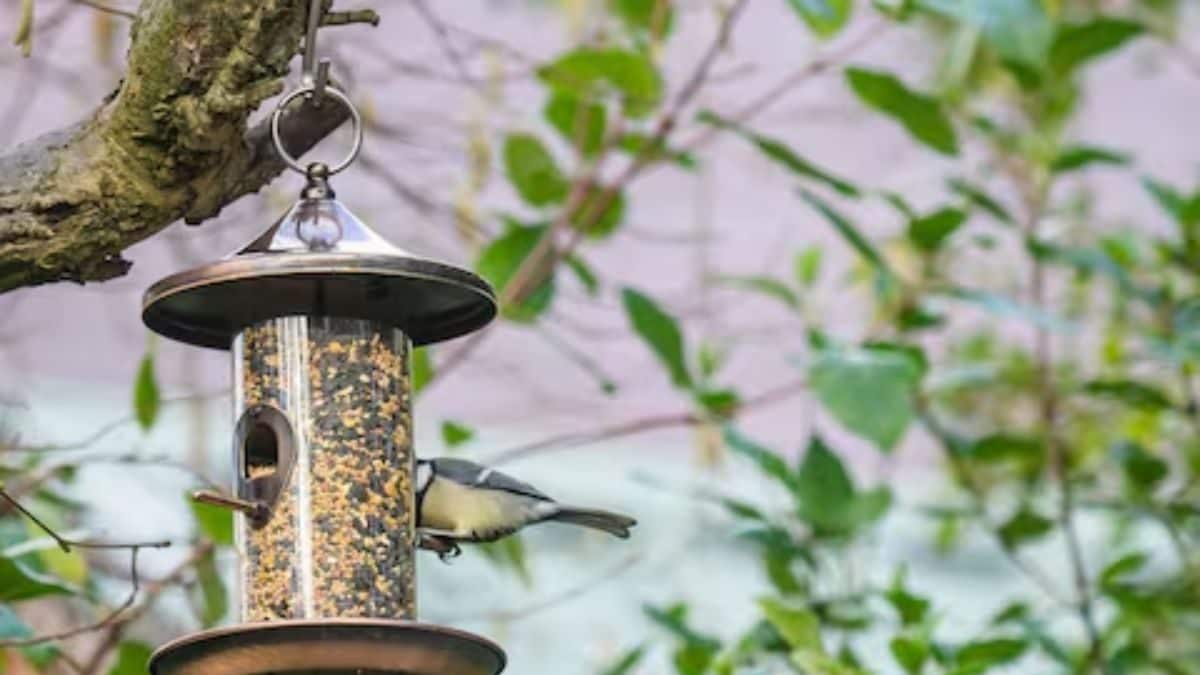 Photo Of A Blue Bird, Stuck In A Feeder, Makes Internet Go ROFL | Viral ...