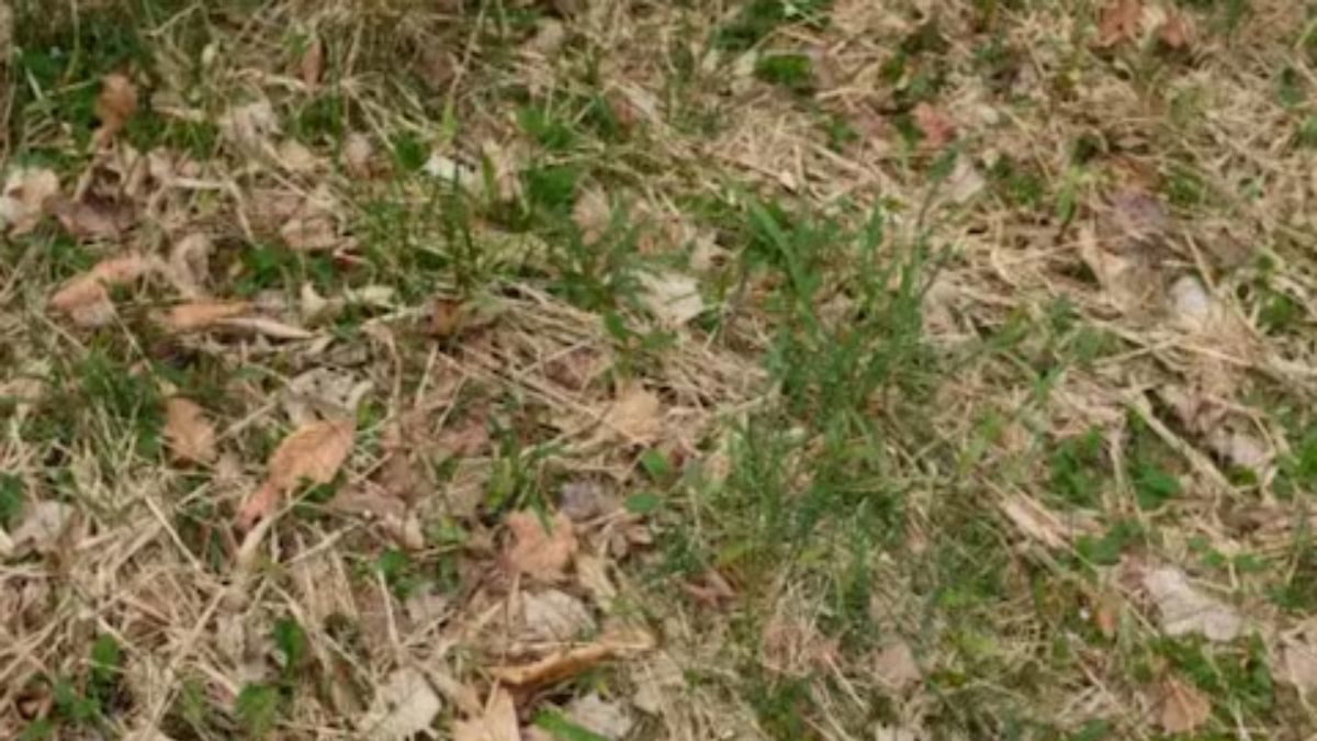 Optical Illusion: Spot The Hidden Snake In 10 Seconds | Viral News - News18