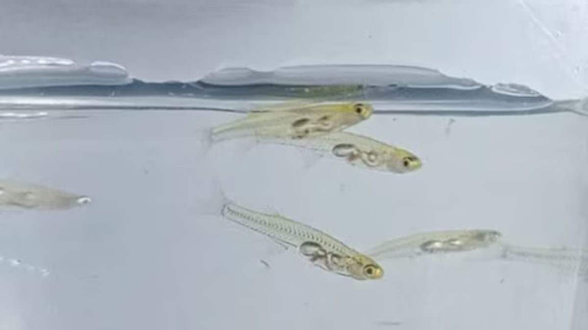 This 12-mm Long Fish Produces Sound As Loud As A Jet Engine | Viral ...