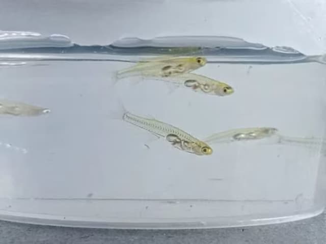 This 12-mm Long Fish Produces Sound As Loud As A Jet Engine - News18