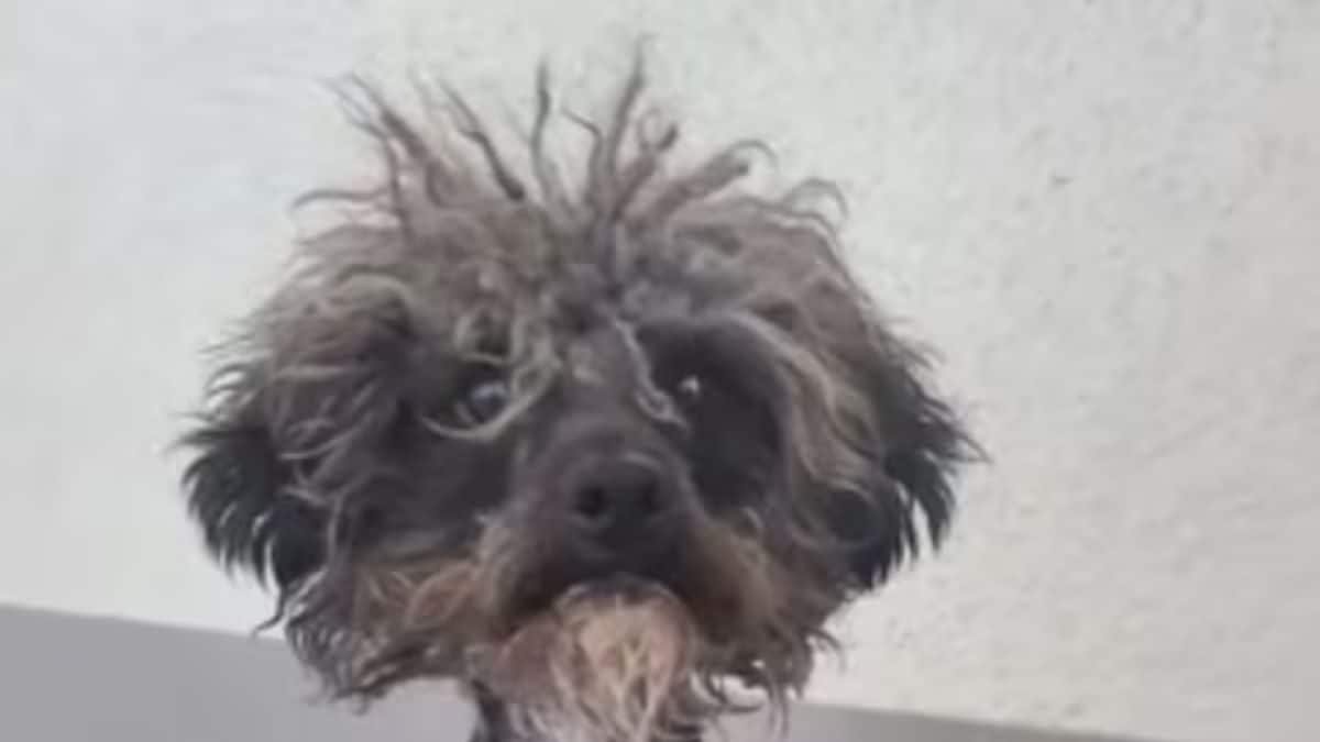 Stray Dog's Massive Transformation After Adoption Leaves Internet ...