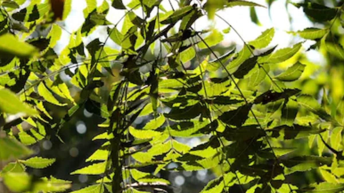 Neem Leaves: An Ayurvedic Remedy With Proven Health Benefits ...