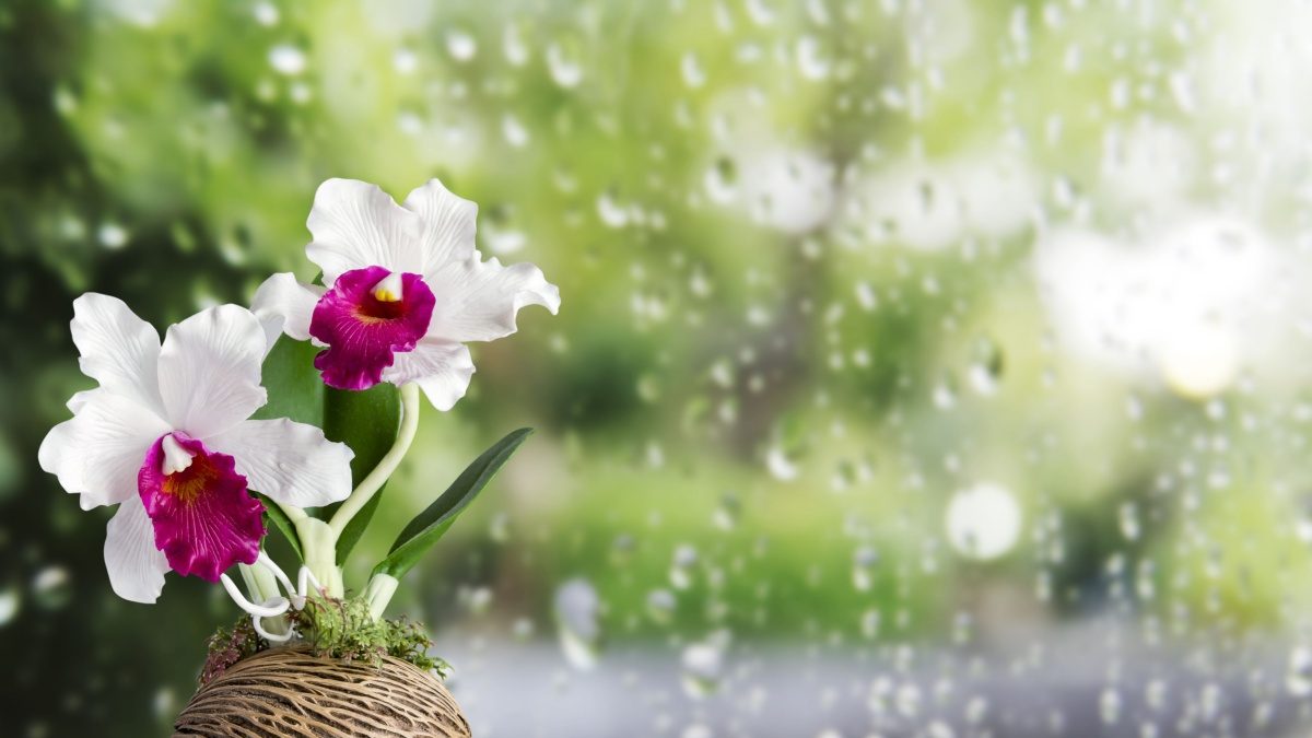 Transform Your Living Room into a Vibrant Haven this Monsoon ...