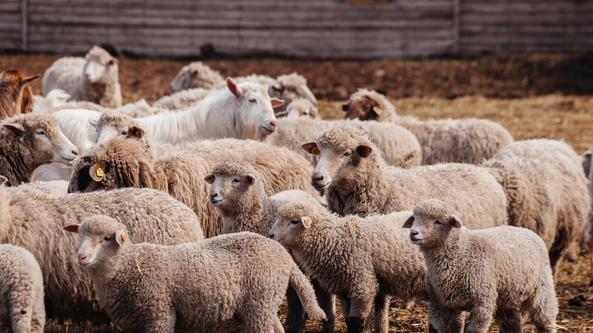 Inflated Invoices, Irregularities Worth Rs 700 Crore: ED to Probe Sheep ...