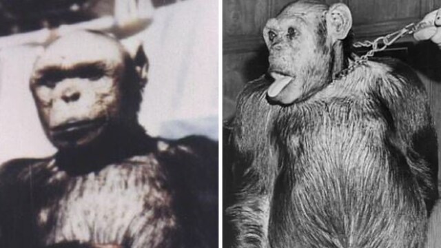 Unseen Pics Of Oliver, The 'Humanzee' Ape, Resurface On Internet ...