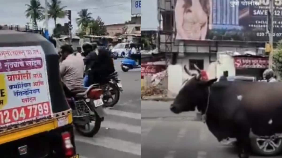'Don't Moo-ve Forward': Pune Police's Traffic Rule Reminder Features An ...