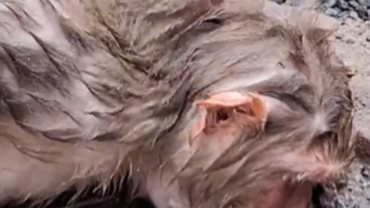 In Viral Video, Ghaziabad Residents Save A Monkey Who Fell From Tree ...