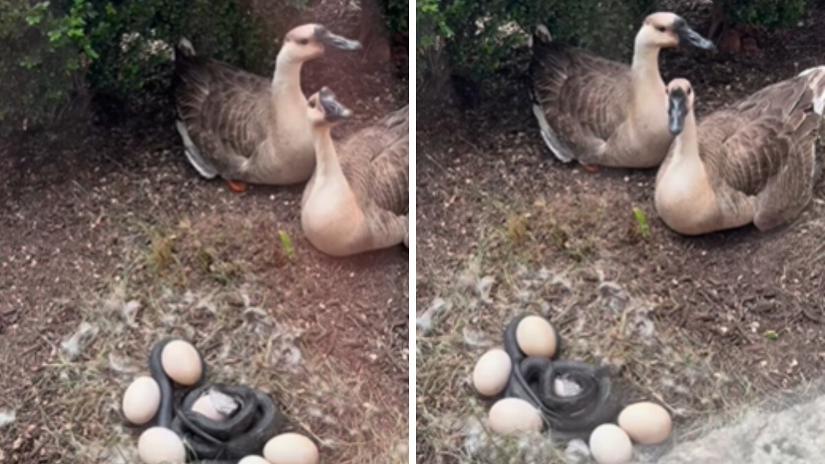 Man Saves Goose Eggs From Deadly Snake, Internet Calls Him A ‘Hero ...
