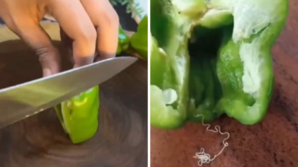Fact Check: Truth Behind Video Showing 'Worm' Inside Capsicum Revealed ...