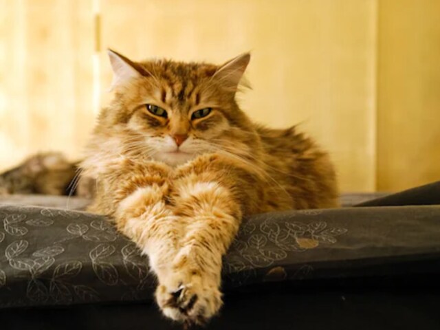 Monsoon 2024: Monsoon Care Tips For Cats - News18