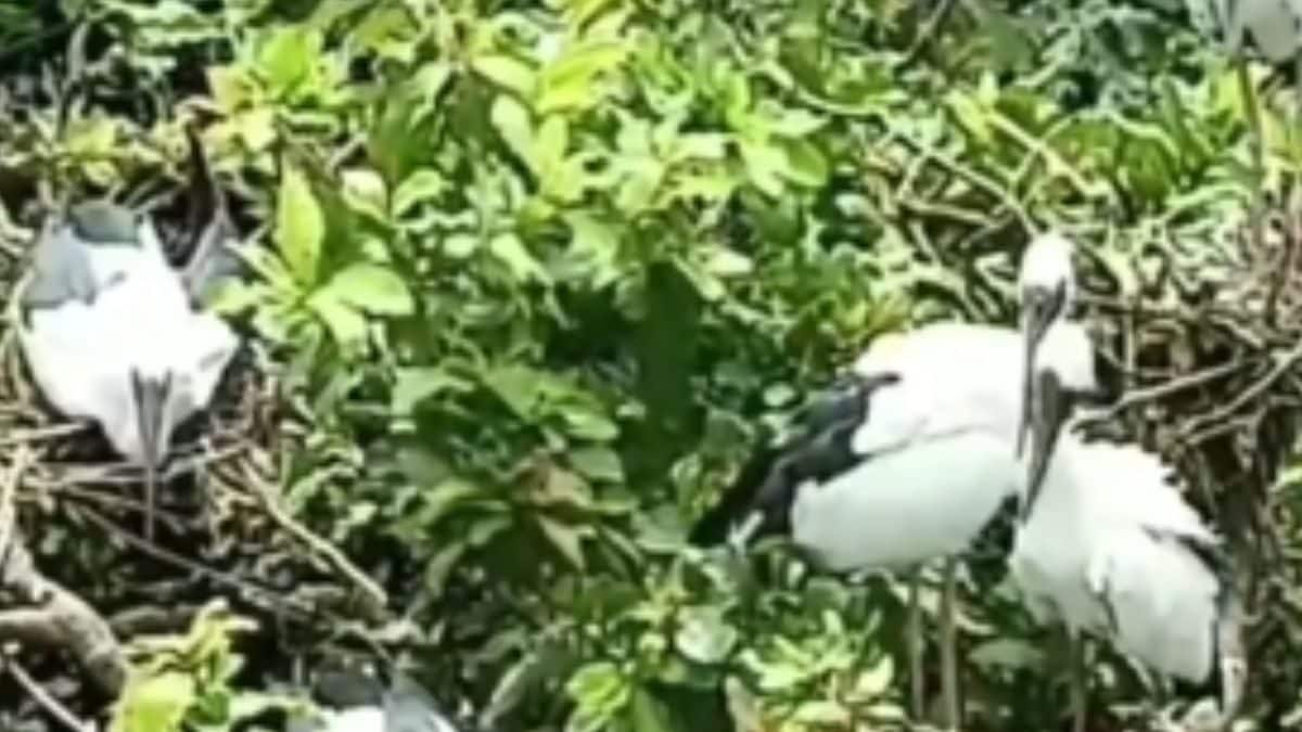 Cormorants, Night Herons And Storks Arrive At West Bengal's Kulik Bird ...
