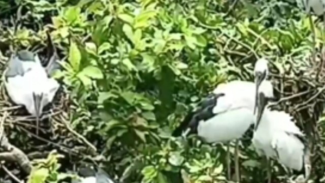 Cormorants, Night Herons And Storks Arrive At West Bengal's Kulik Bird ...
