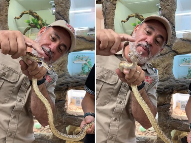 On Camera, Rare Two-headed Snake Bites Zookeeper. Here's What Happened ...