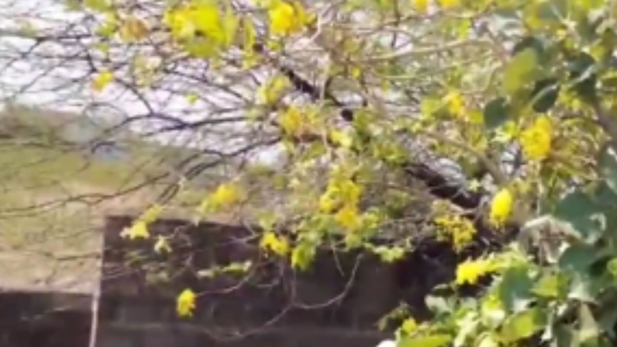 Discover The Healing Properties Of Adilabad's Rela Flowers | India News ...