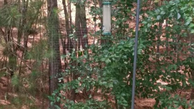 Spot The Hidden Fawn In This Optical Illusion. You Have 15 Seconds ...