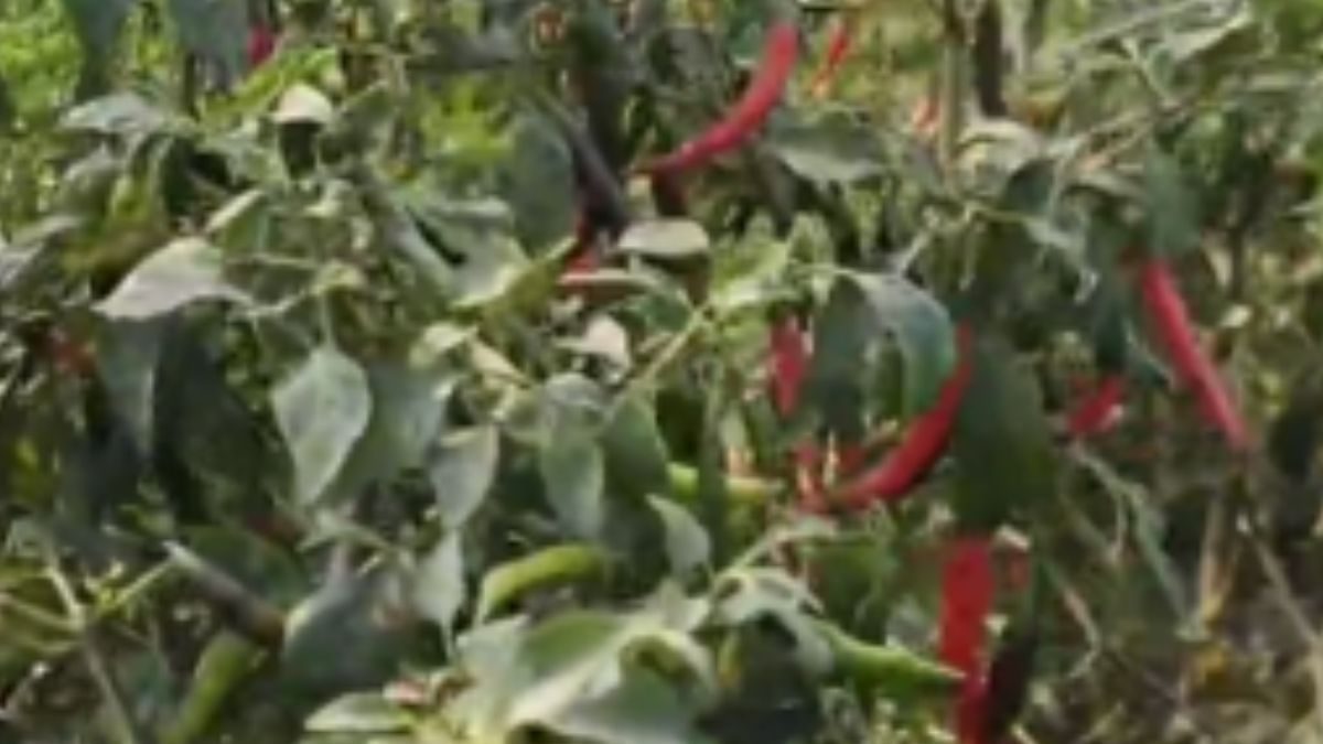 Telangana Farmer Makes Rs 70,000 Profit Per Acre Cultivating Chilli ...