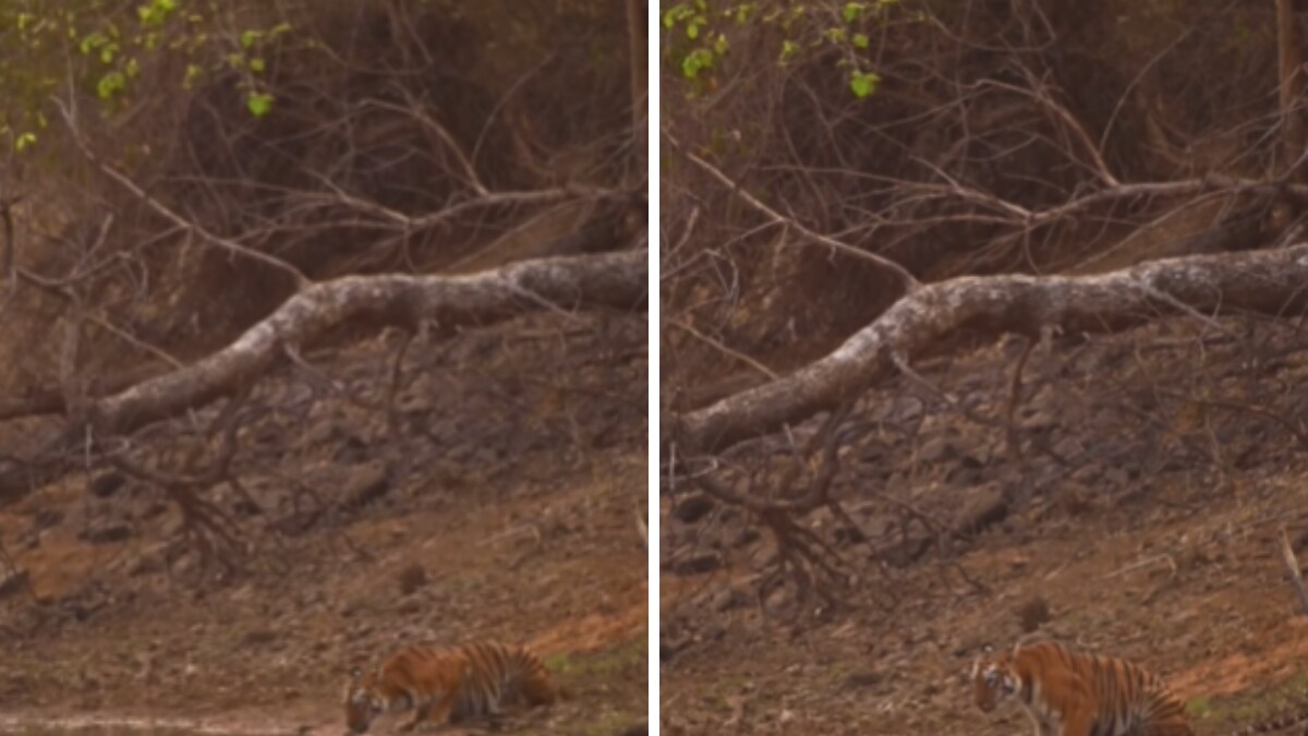 This Video Of Tigress ‘Waving’ At Tourists Will Make You Rubs Your Eyes ...