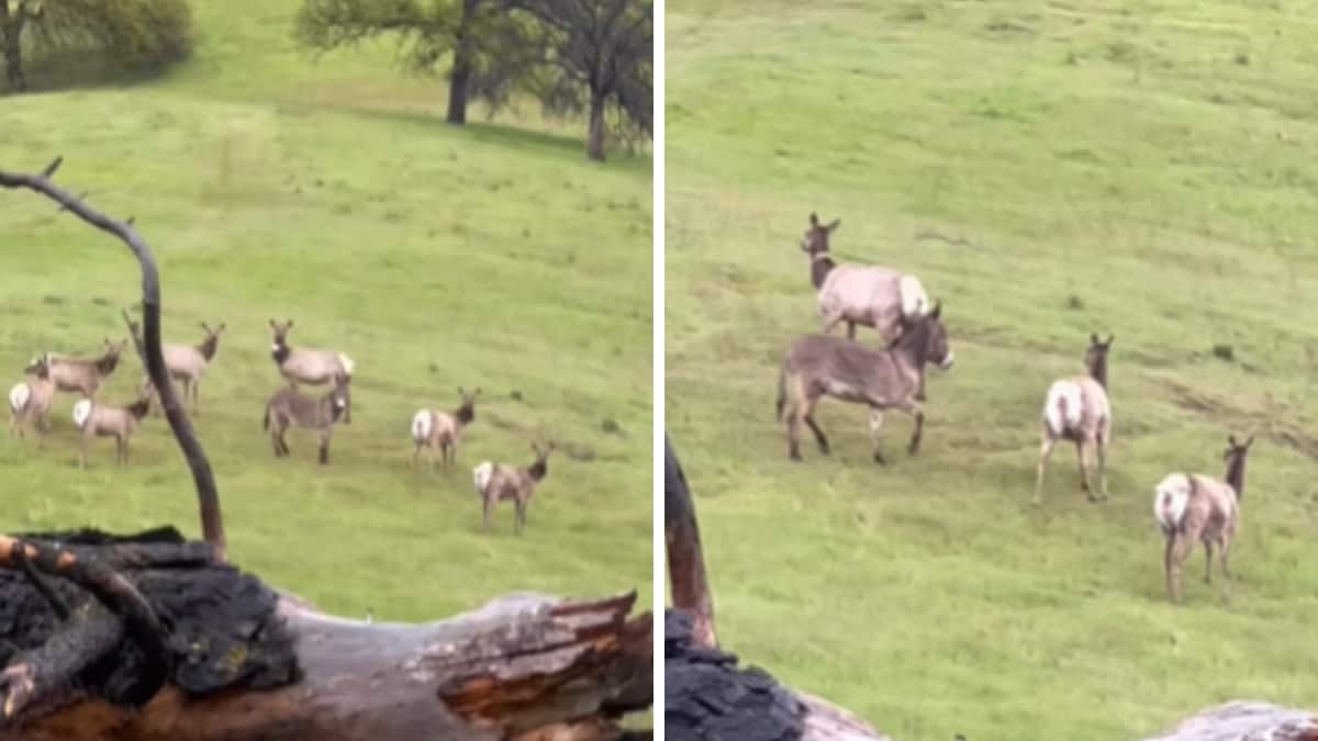 This California Donkey Went Missing 5 Years Ago. It's Thriving With An ...