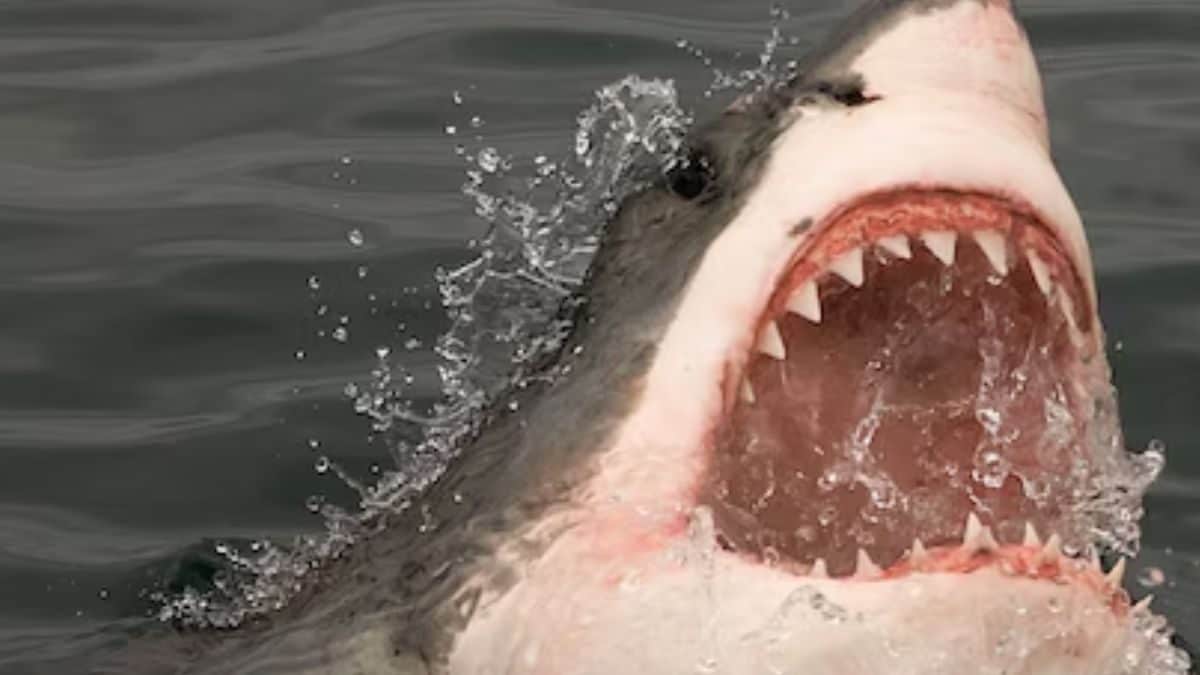 US Man Killed By 9-foot-tall Shark, Wife Watches Helplessly | Viral ...