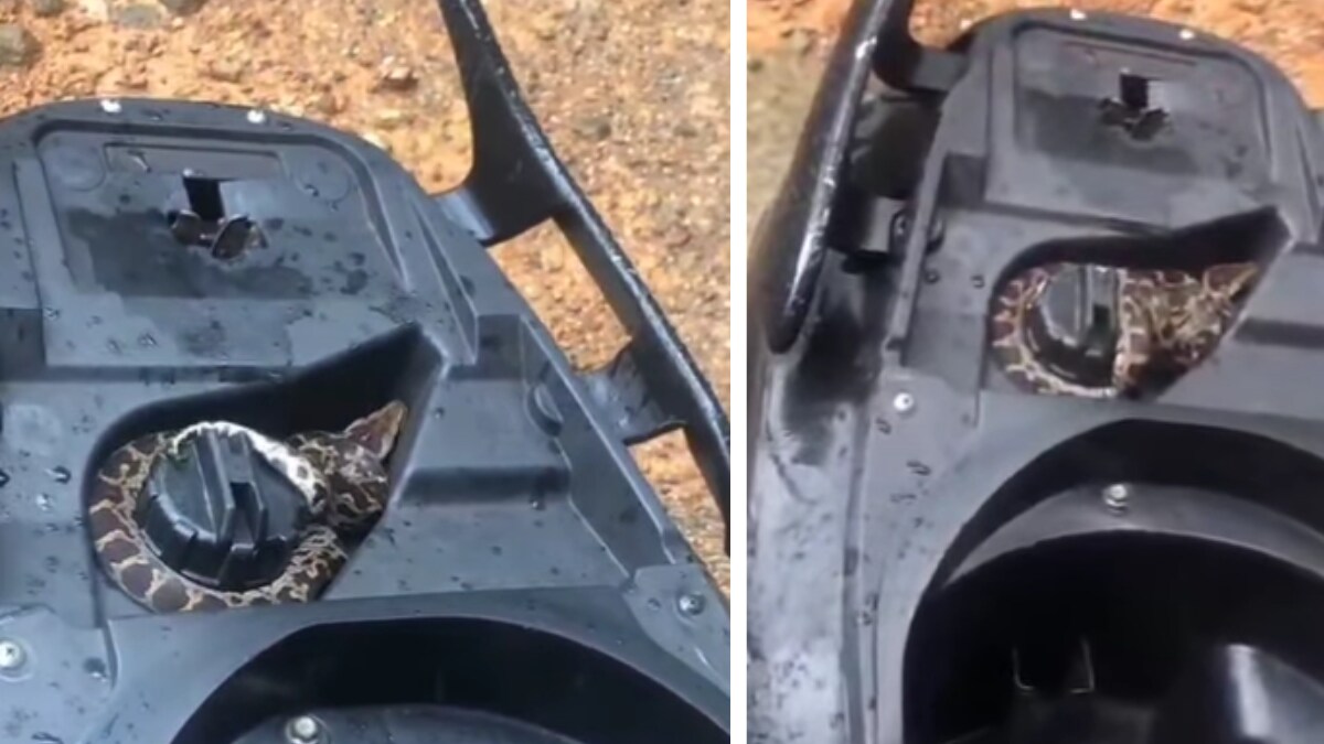 ‘New Fear Unlocked’: Internet Reacts To Python Coiled Around Scooter’s ...