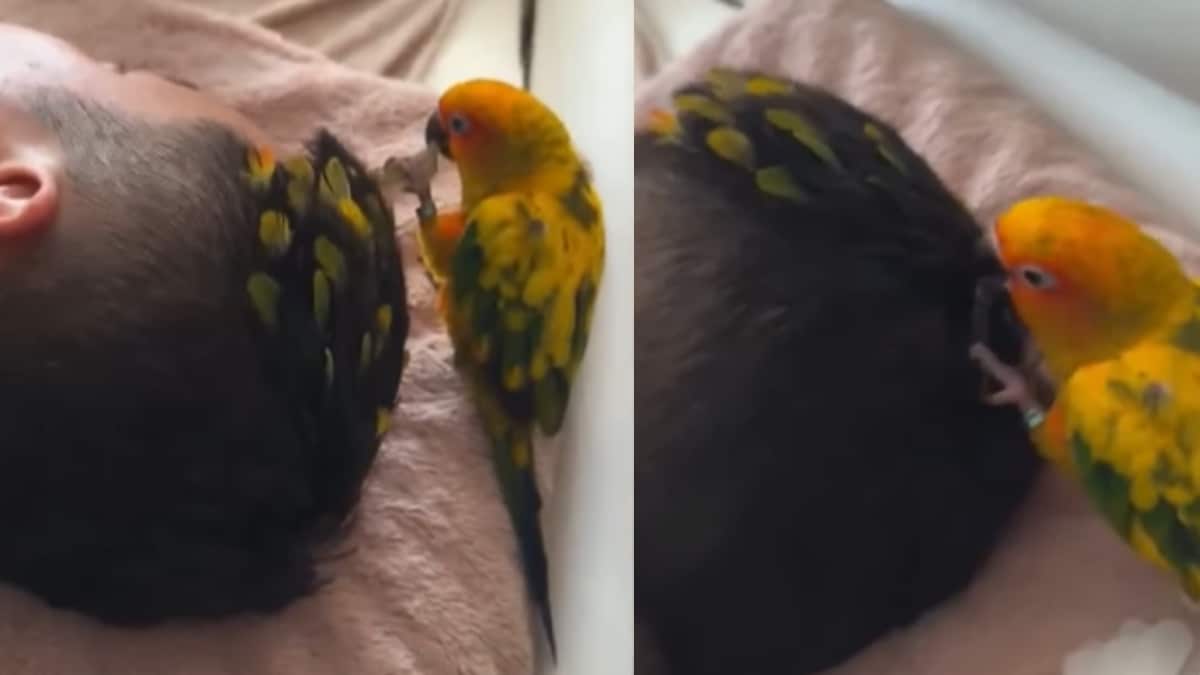Video Of Parrot Decorating Man's Hair With Its Feathers Has Internet In ...
