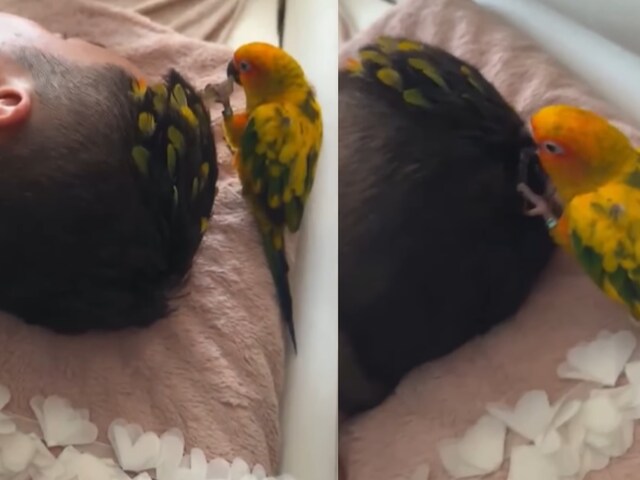 Video Of Parrot Decorating Man's Hair With Its Feathers Has Internet In ...
