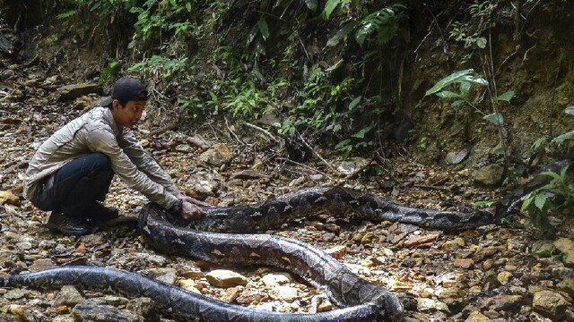 Indonesia: Woman Goes Out To Buy Medicine For Sick Child, Python Eats ...