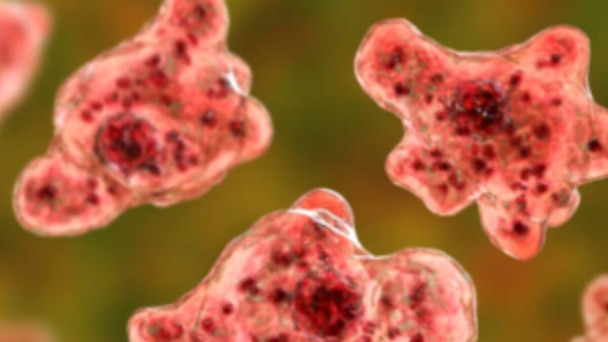 Boy Dies of Infection Caused by Rare Brain-eating Amoeba in Kerala ...