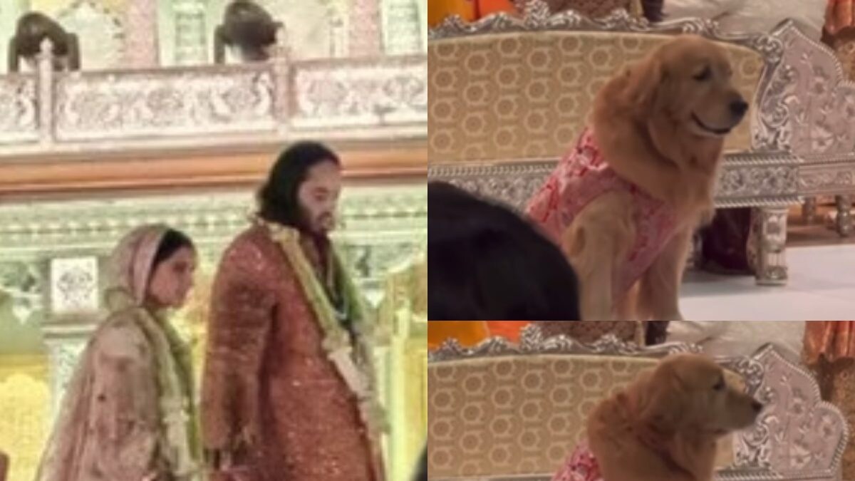 Anant Ambani's Pet Dog Steals The Show At Wedding In Adorable 'Sherwani ...