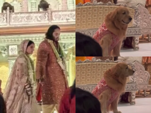 Anant Ambani's Pet Dog Steals The Show At Wedding In Adorable 'Sherwani ...