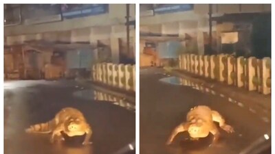 8-Foot-Long Crocodile Spotted Crawling Along Rainy Road In Maharashtra ...