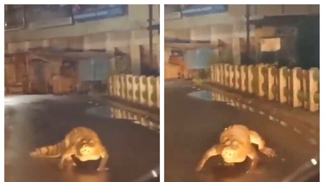 8-Foot-Long Crocodile Spotted Crawling Along Rainy Road In Maharashtra ...