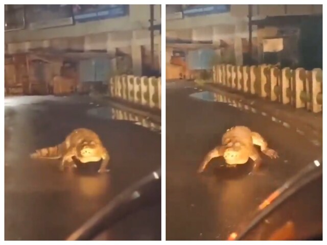 8-Foot-Long Crocodile Spotted Crawling Along Rainy Road In Maharashtra ...