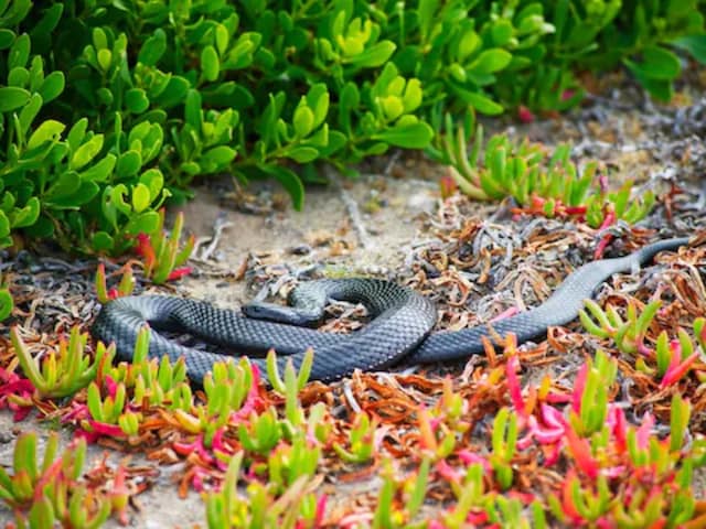 Inside Brazil's Ilha da Queimada Grande Where Snakes Rule - News18