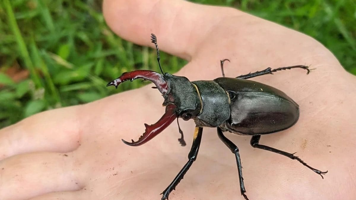 Stag Beetle, The World’s Most Expensive Insect, Costs As Much As a ...