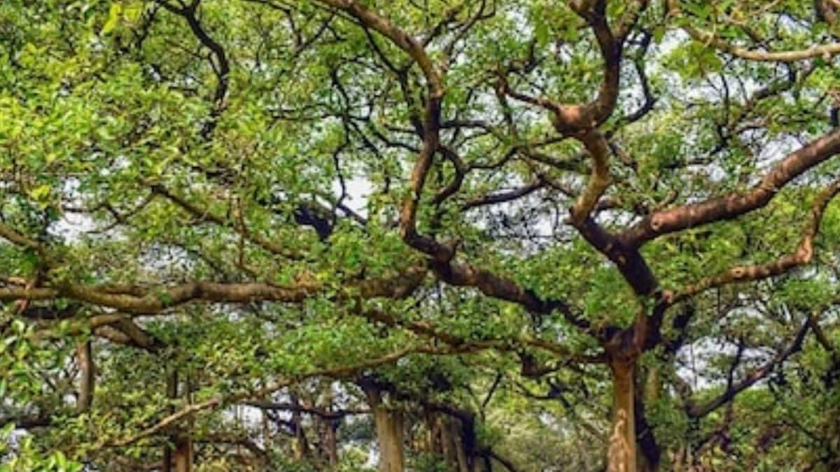 Kolkata's 255-year-old Banyan Tree: A Natural Wonder And Tourist ...