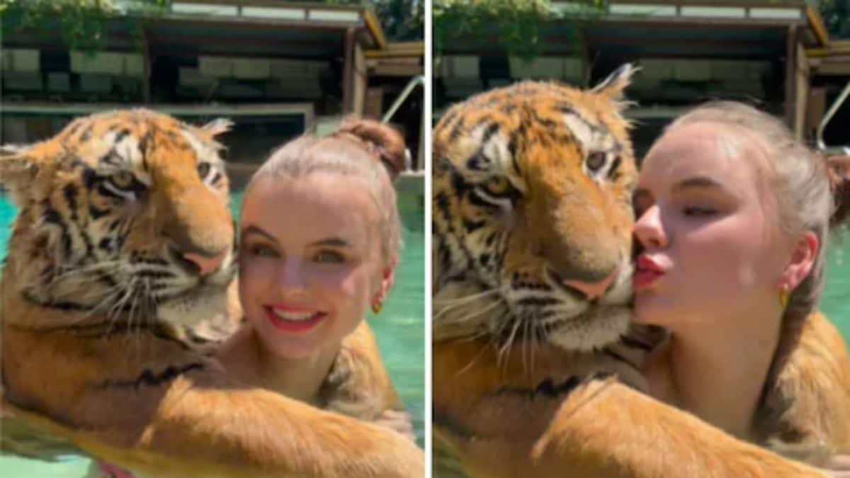 California Zoo Owner Shares Viral Video Swimming With Tiger | Viral ...