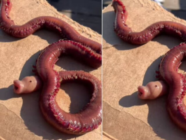 Watch: Strange Red Coloured Creature Spotted By Whale Watchers On Sea ...