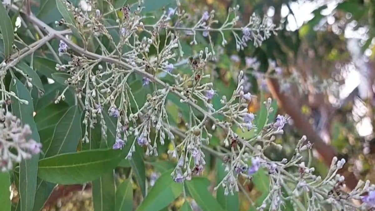 How Nochi Leaf Herbal Pillow Can Treat The Sinus-related Headaches ...