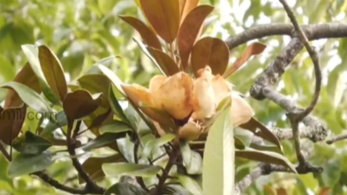 At Ooty's Kasi Viswanatha Swami Temple, Rare Tree Lotus A Big ...