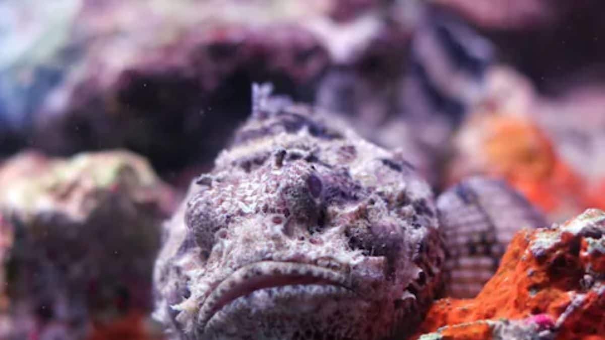 This Fish Secretes Venom From Its Needle-like Dorsal Fins | Viral News ...