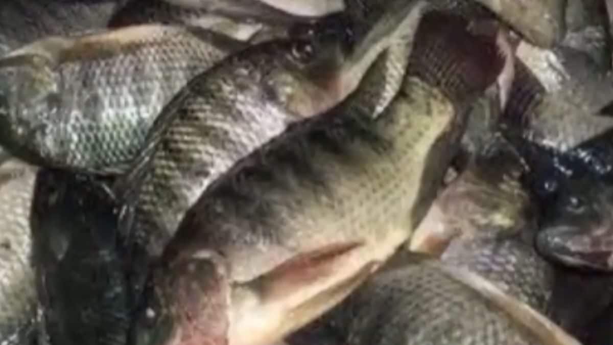 Saltwater Near Tamil Nadu’s Devipattinam Beach Now A Habitat Of Jalebi ...