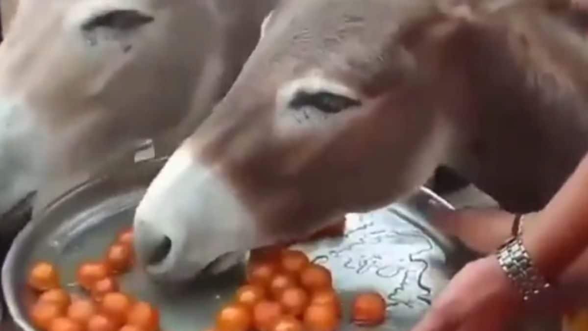 Madhya Pradesh Locals Celebrate Rain With Sweet Treats For Donkeys ...