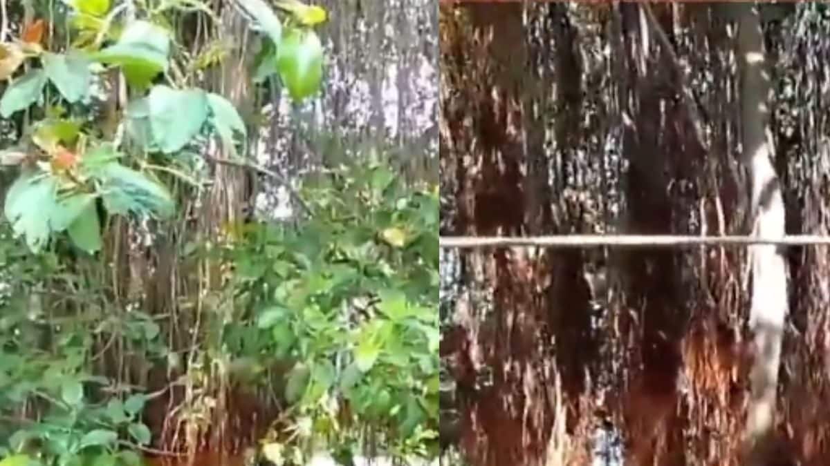 In Bihar’s Buxar, This 200-year-old Banyan Tree Is Popular Among Locals ...