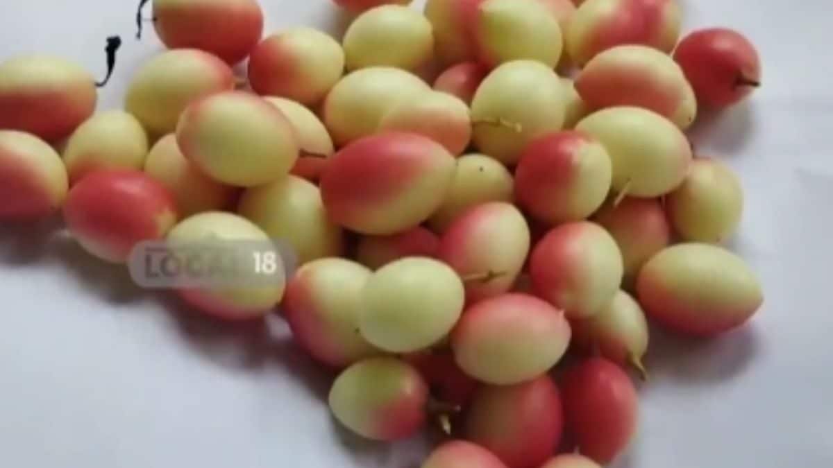 In Telangana’s Adilabad, Karonda Fruit Grown During Monsoon Are Locals ...