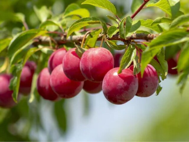 Increased Immunity To Stronger Bones, Health Benefits Of Plum Fruit In ...