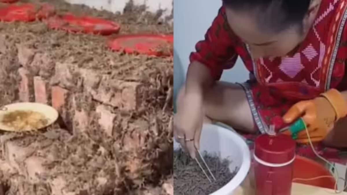 How Scorpion Venom Farming Has Become A Multi-million Dollar Industry ...