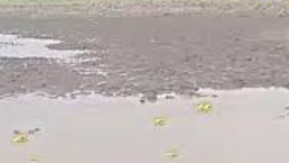 Indian Bullfrog, With Golden And Yellow Skin, Spotted In Jhansi During ...