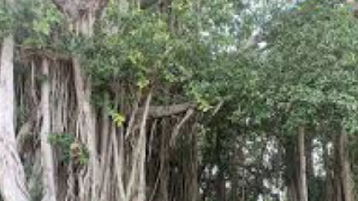 This Famous Banyan Tree In Andhra Pradesh Was Planted by Mahatma Gandhi ...